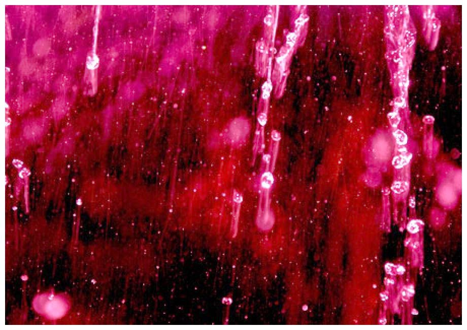 factOscience: Red Rain in Kerala