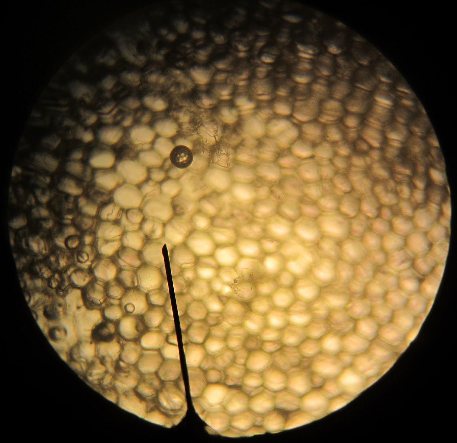 My Rainbow's Life: Praktikum Biologi