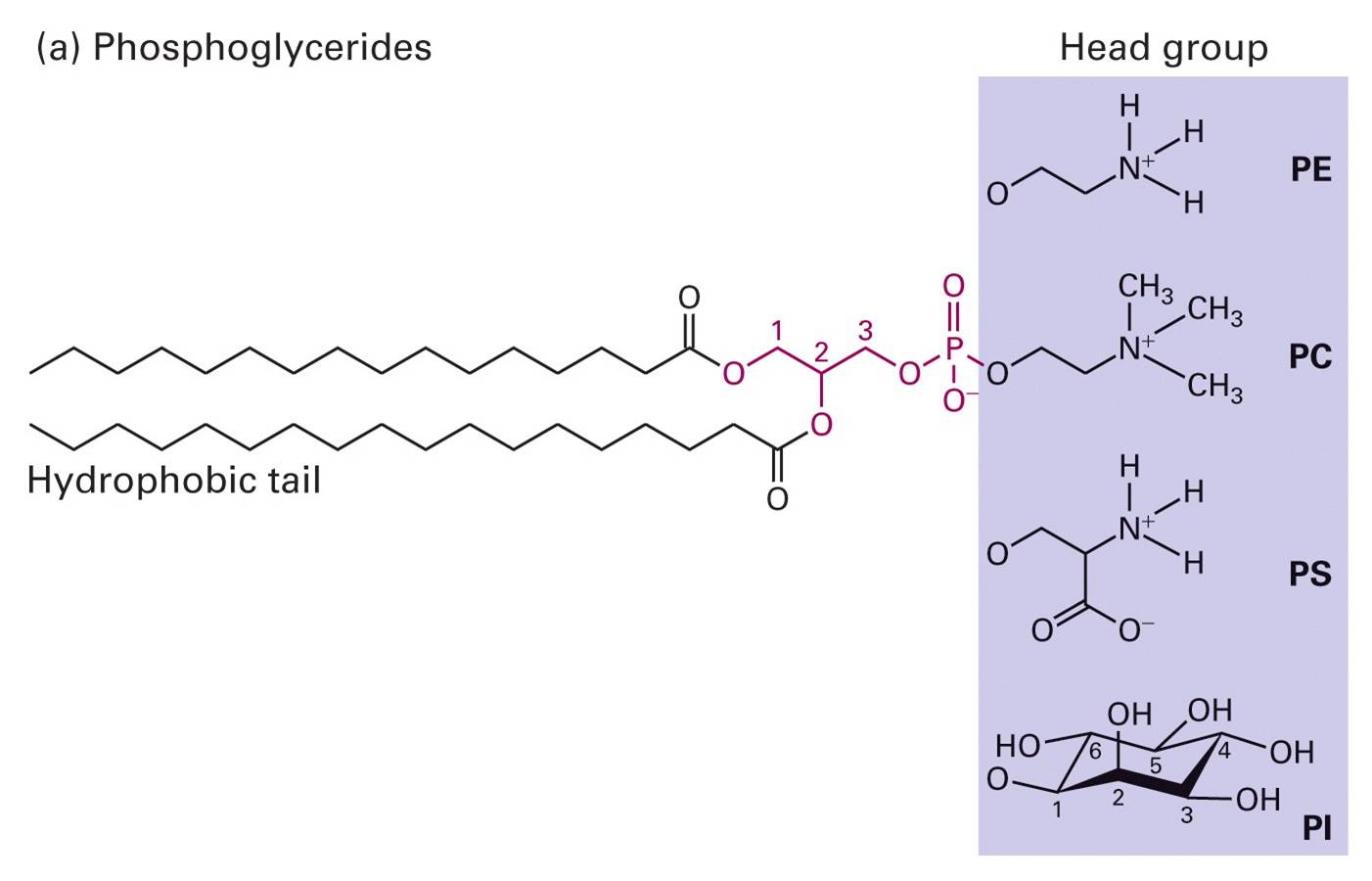 My Scientific Blog - Research and Articles: THE BIOLOGICAL MEMBRANE
