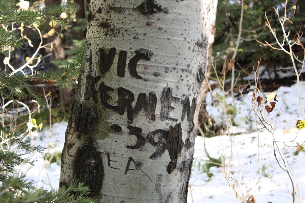 The Abbot of Unreason: Dendroglyphs? Arborglyphs?