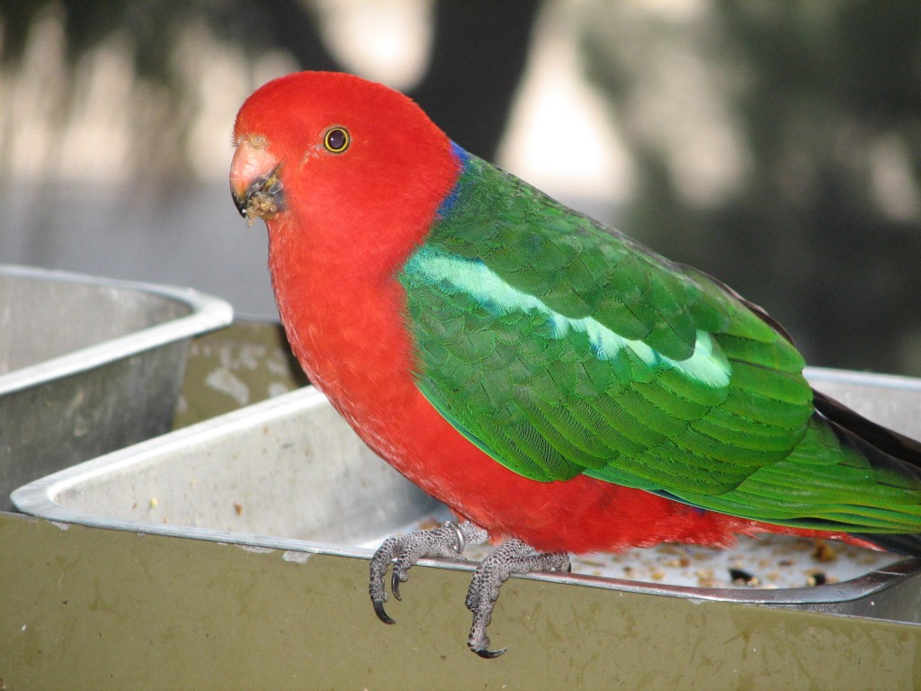 All Wallpapers: Australian King Parrots