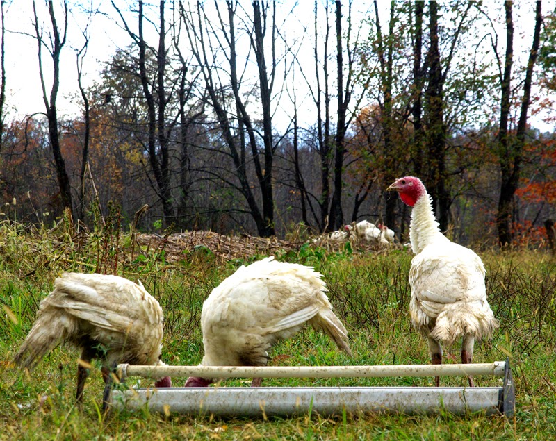 Talking Turkey - Midtown Lively