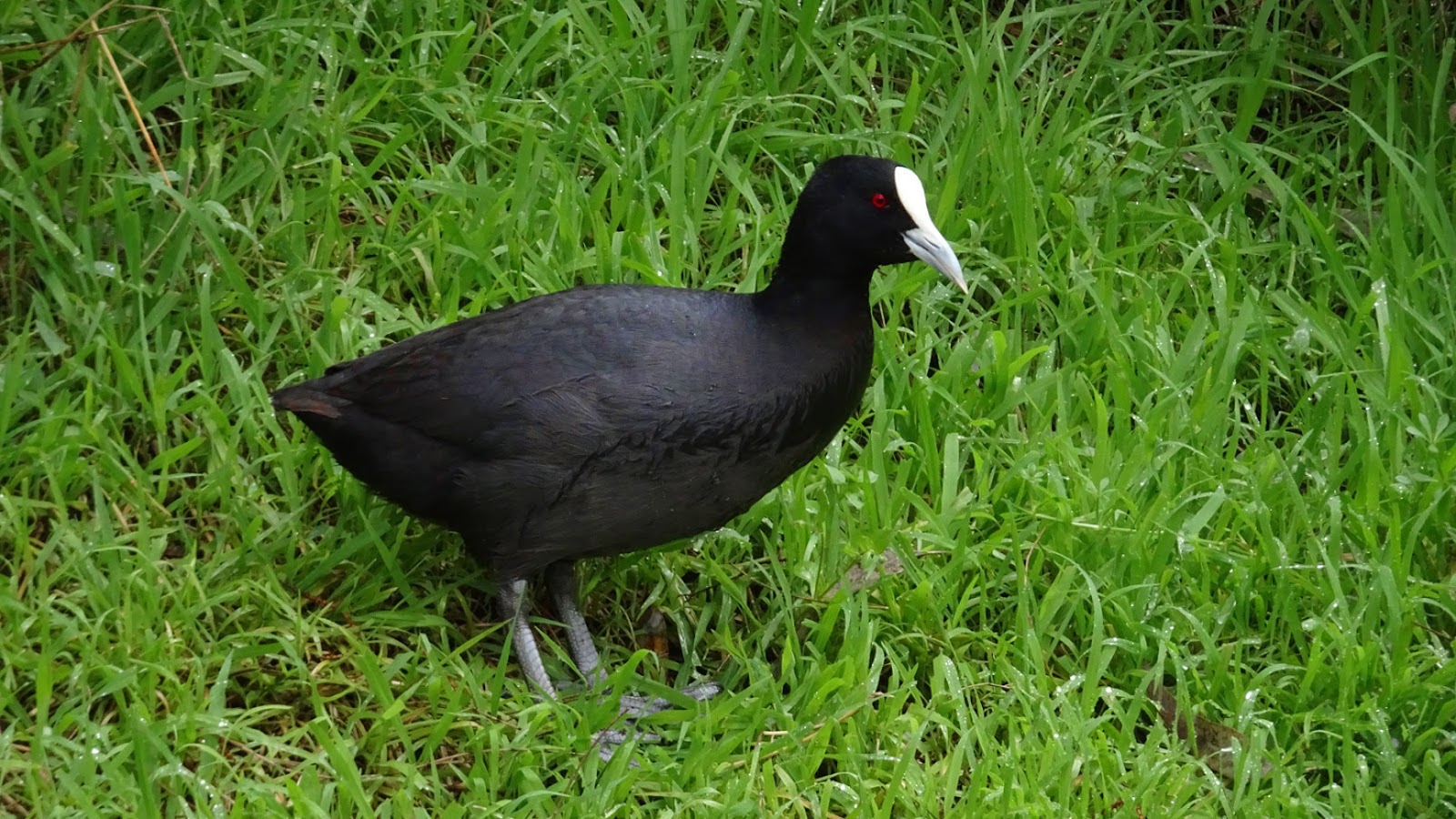 NixPixMix: BLACK & WHITE BIRDS