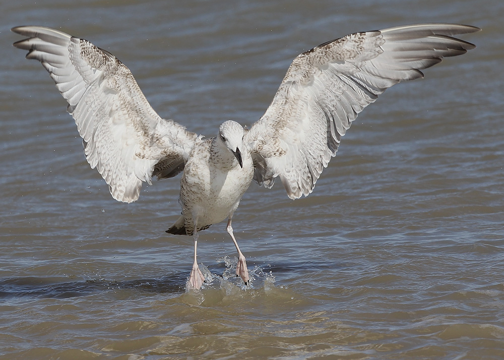 Richard Smith - Birdwatching Days Out: 1st winter & 1st summer CASPIAN ...