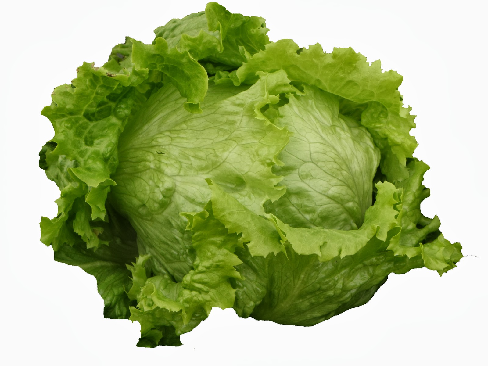 Lechuga wallpapers