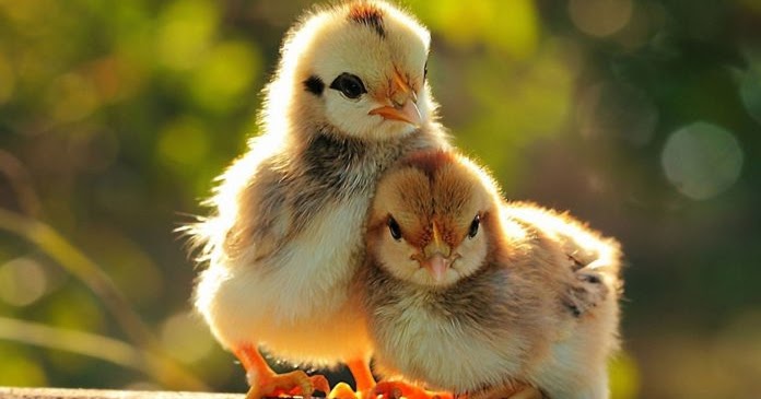 "IL MIO VIAGGIO CON I PAPPAGALLI - PAPPAGALLI IN VOLO COMMUNITY": Il ...