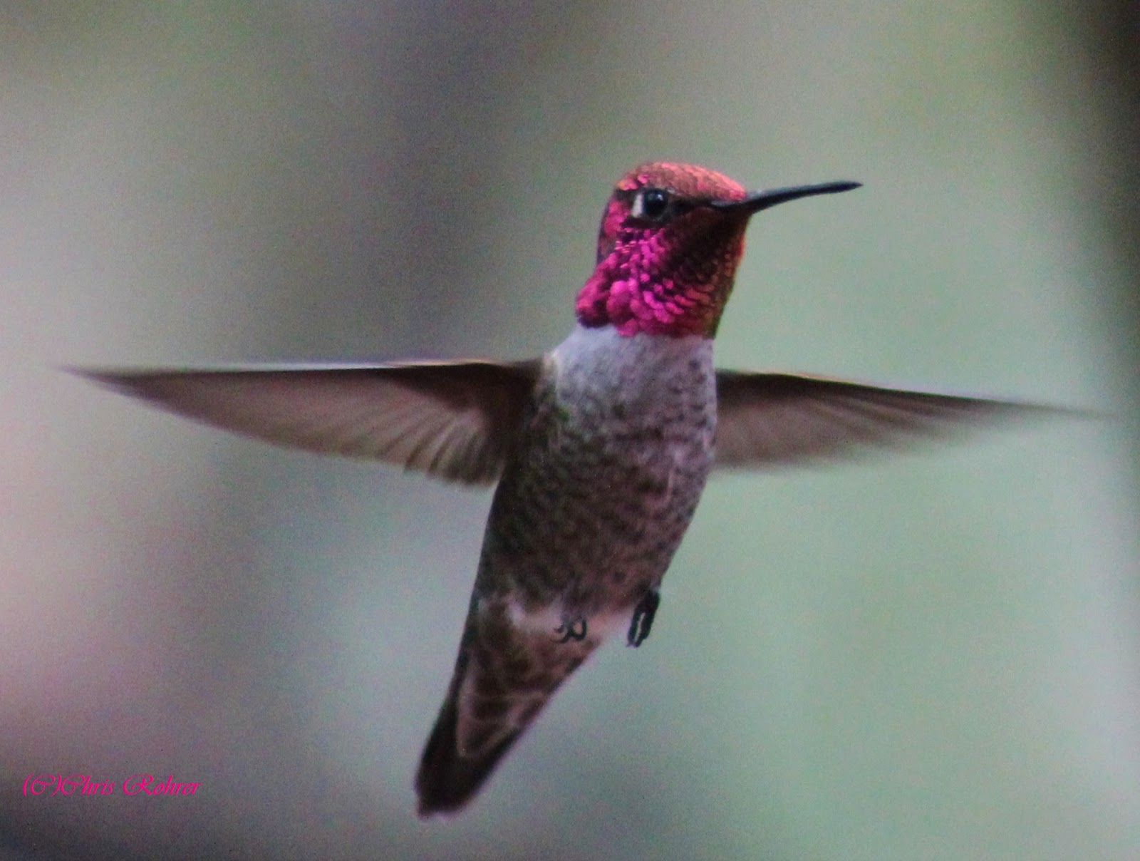 Las Aventuras: The Chuparosa Challenge-A Charm of Hummingbirds