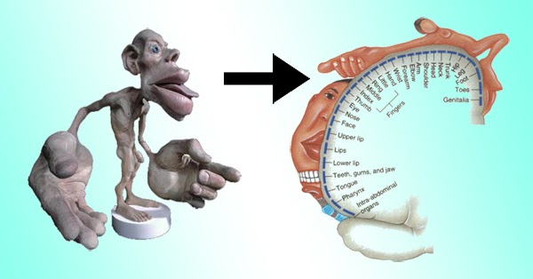 Persocan: Homúnculo sensitivo