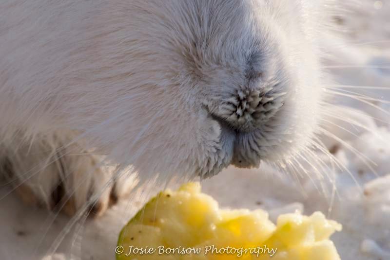 The Arctic Hare | Polar Rabbit