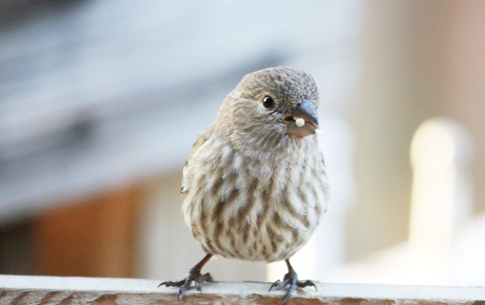 Round The Bend: Wild Birds: House Finch
