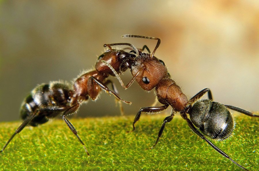 White Wolf : 7 Animals Smarter Than Humans