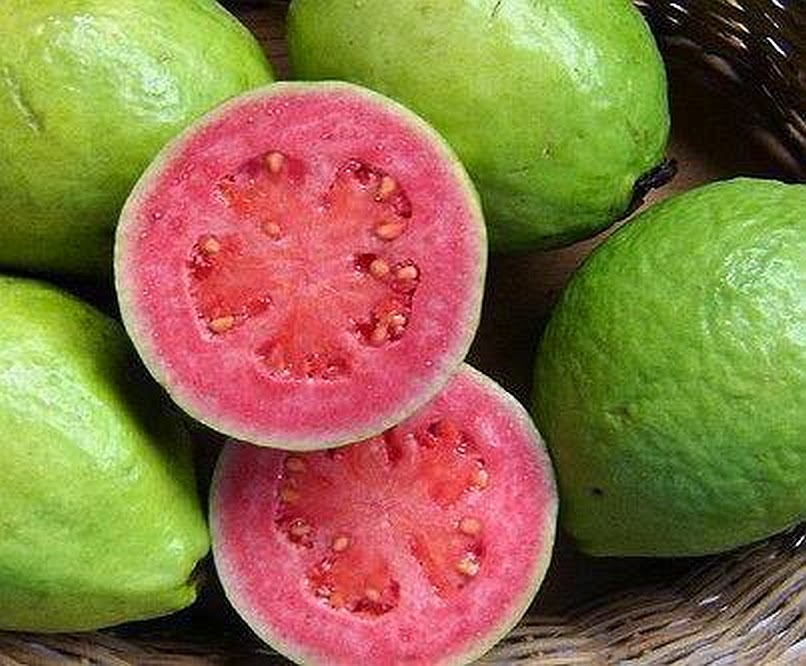 La Casa de Norma: Die echte Guave