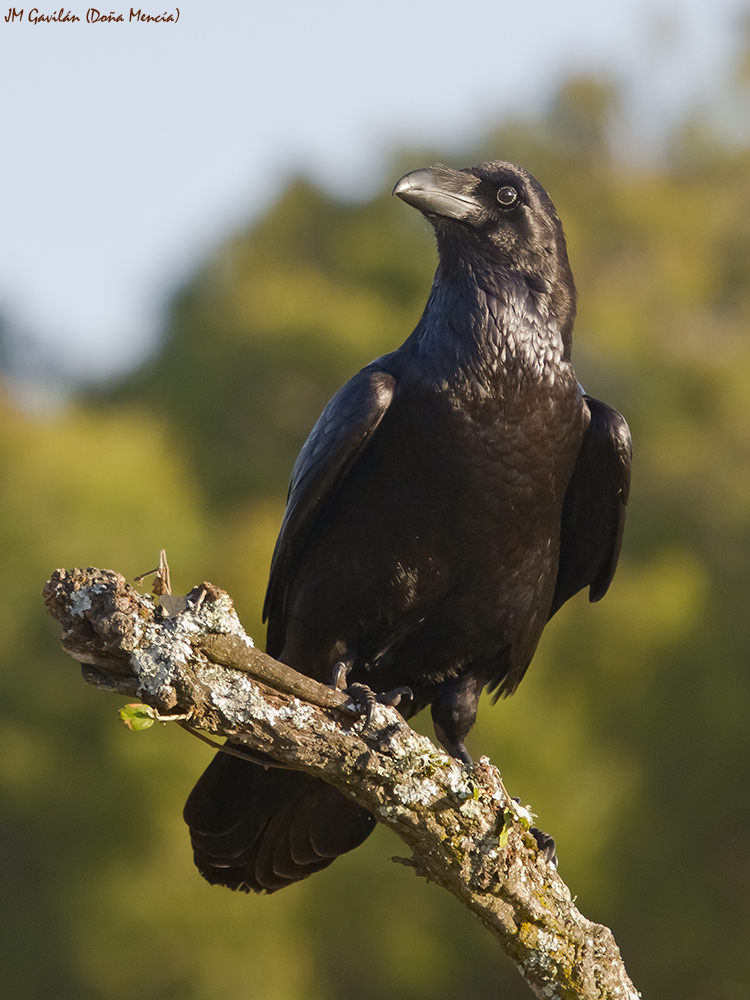 Fotografía de Naturaleza - JM Gavilán: Cuervo común (Corvus corax)