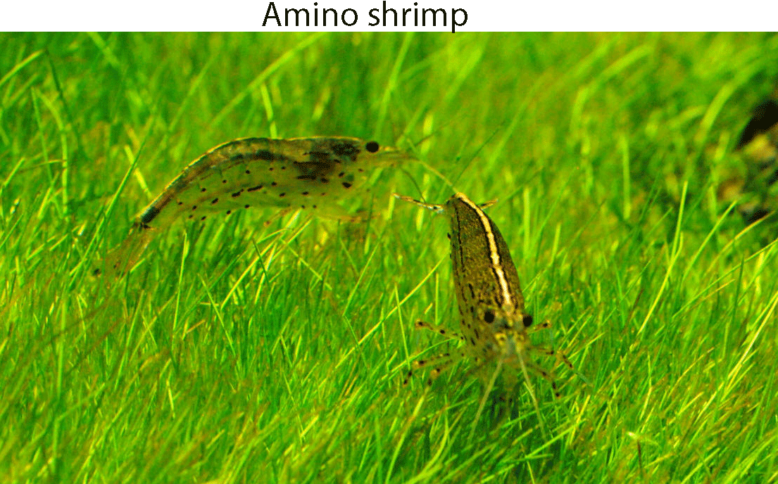 Fresh Water Fish Keeping