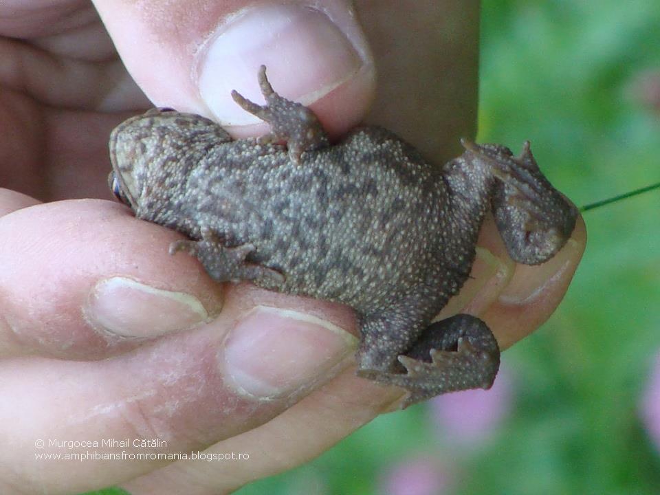Amphibians from Romania: Bufo (Bufo) bufo