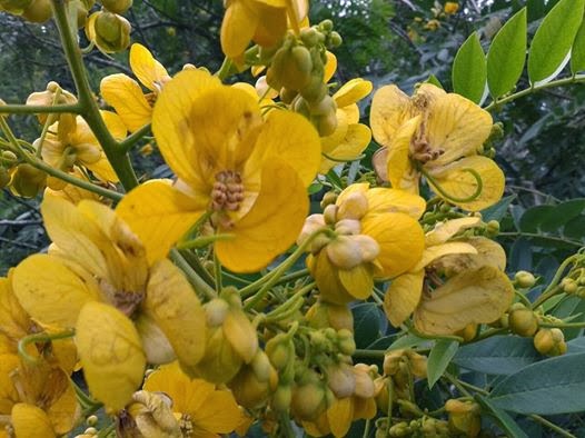 Serenemaklong: Bunga Jemerlang