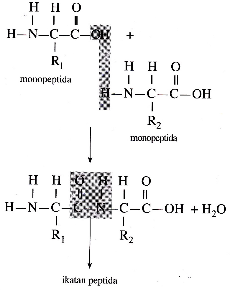 KIMIA ORGANIK II: protein