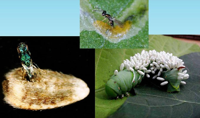 MENGENAL PARASITOID PENGENDALI HAMA TANAMAN YANG RAMAH LINGKUNGAN ...