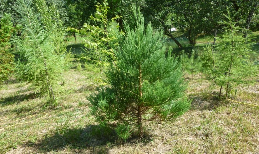 Trees Planet: Sequoiadendron giganteum – Big Tree – Mammoth Tree