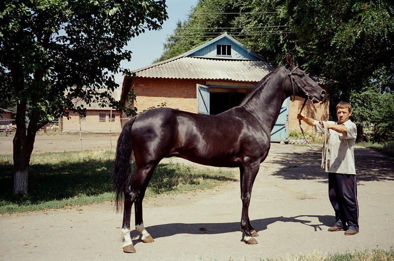 clever saving: Beautiful Russian horses.