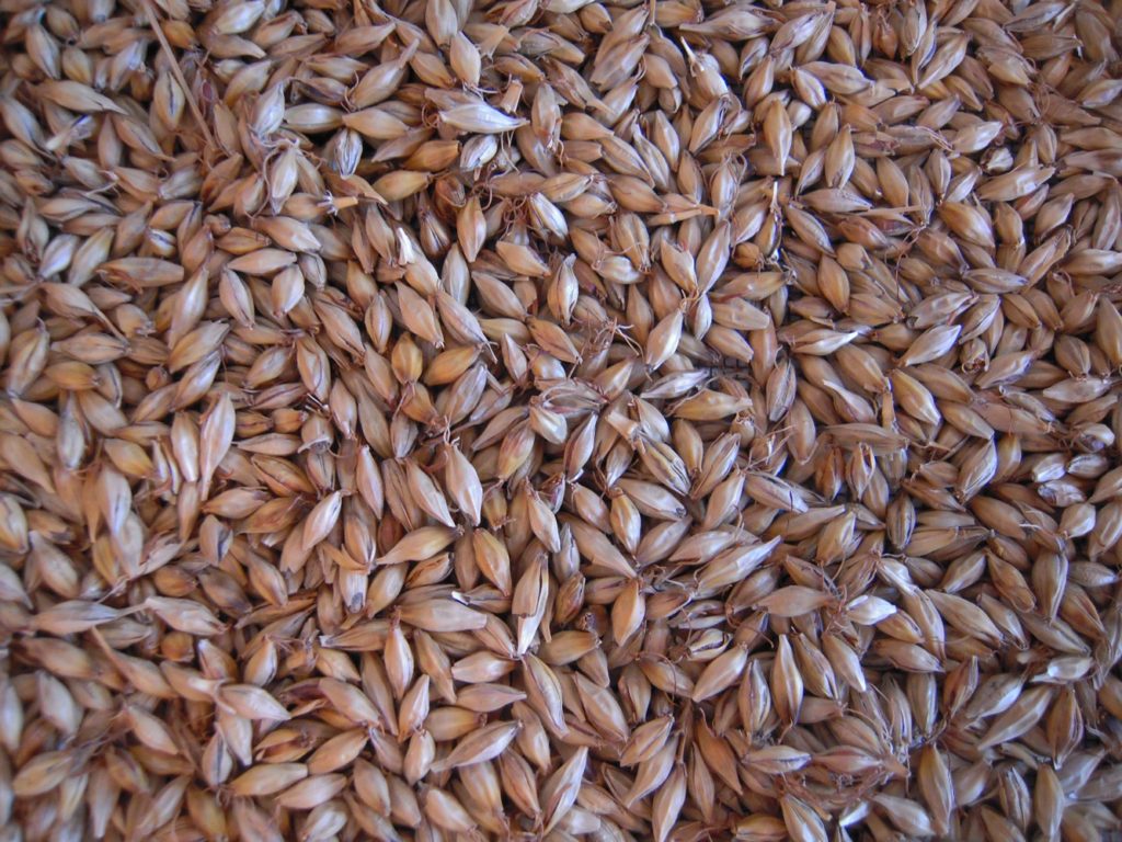 Cervezal: Los 11 tipos de malta que más se utilizan en la Cerveza