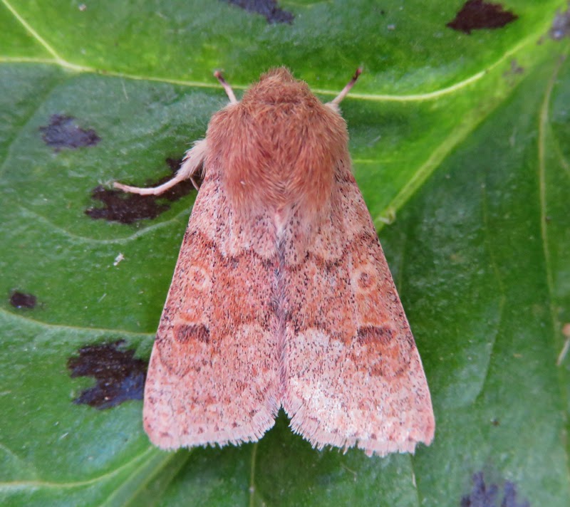 MERSEA WILDLIFE: SPRING MOTHS