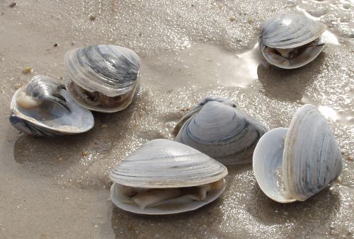 Animals World: Clams in water