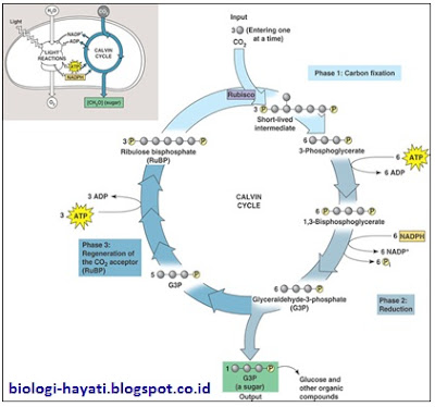 Pengertian, Perbedaan dan Mekanisme Reaksi Terang dan Reaksi Gelap pada ...