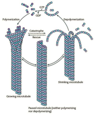 Microtubules: Role in axon and dendrites formation ~ Advanced Neurobiology
