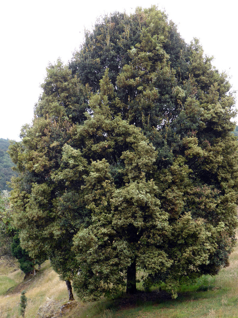 VIZCAYADO: QUERCUS COSTARICENSIS, DE CENTROAMÉRICA
