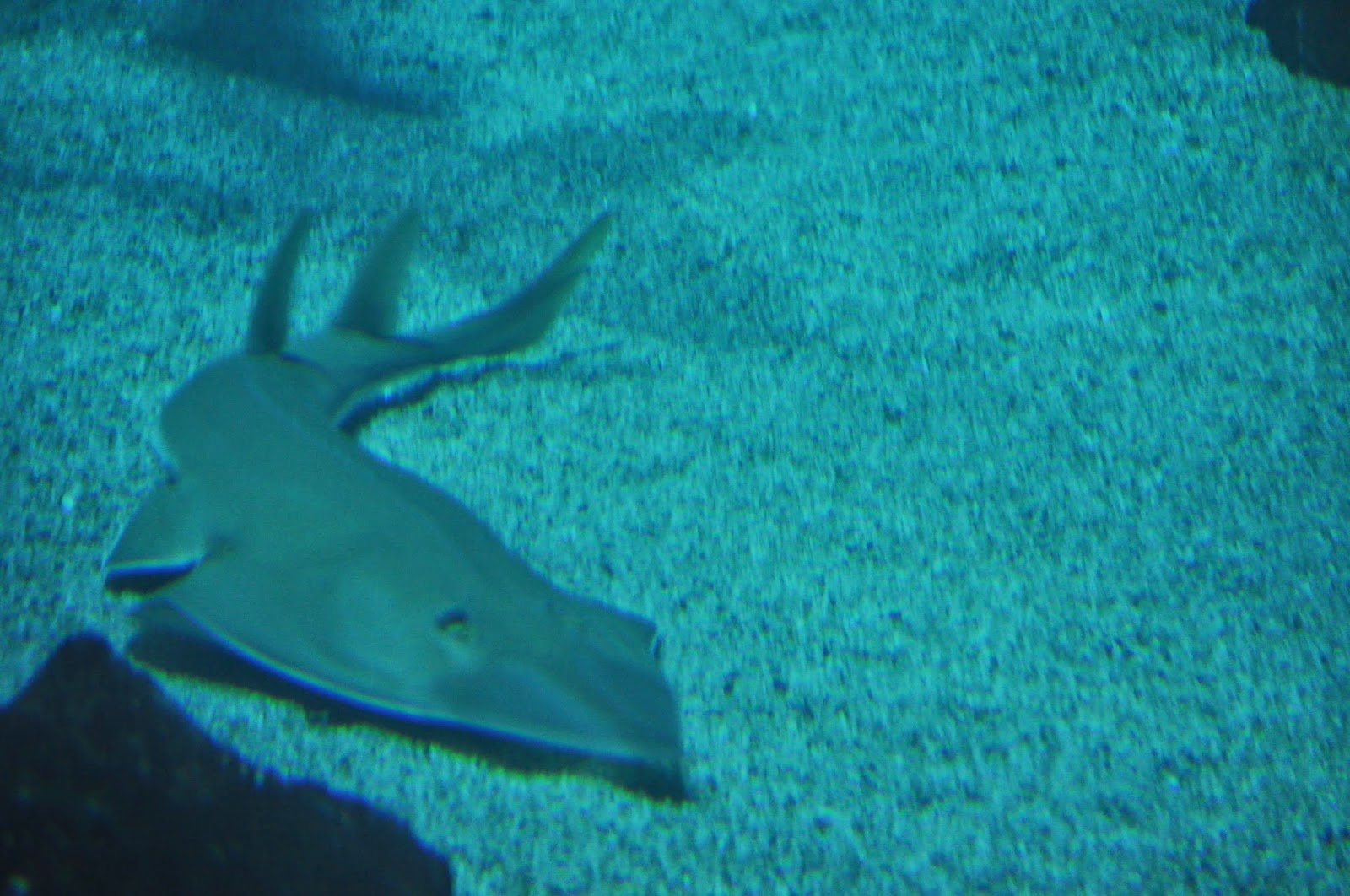 ZOOTOGRAFIANDO (6.096 ANIMALS): PEZ GUITARRA PICUDO (Glaucostegus ...