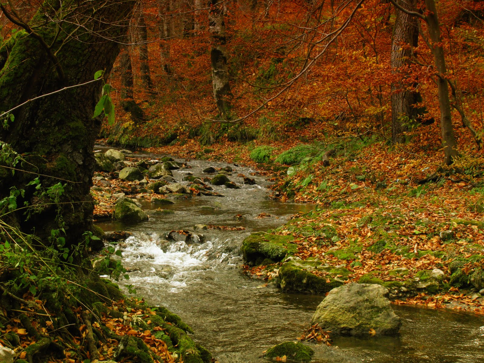 Explore Romanian Landscapes: Autumn Landscapes in Romania