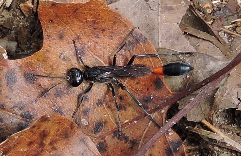 Springfield Plateau: Common Thread-waist Wasp