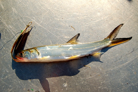 Ladyfish - Fishes