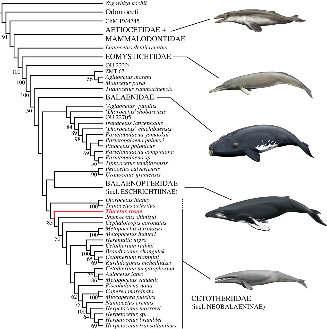 New Peruvian whale fossil discovery sheds light on whale lineages