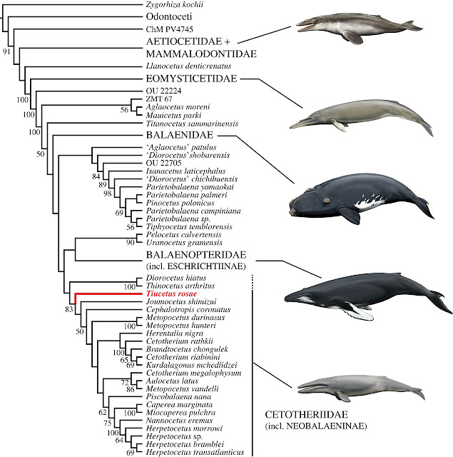 New Peruvian whale fossil discovery sheds light on whale lineages
