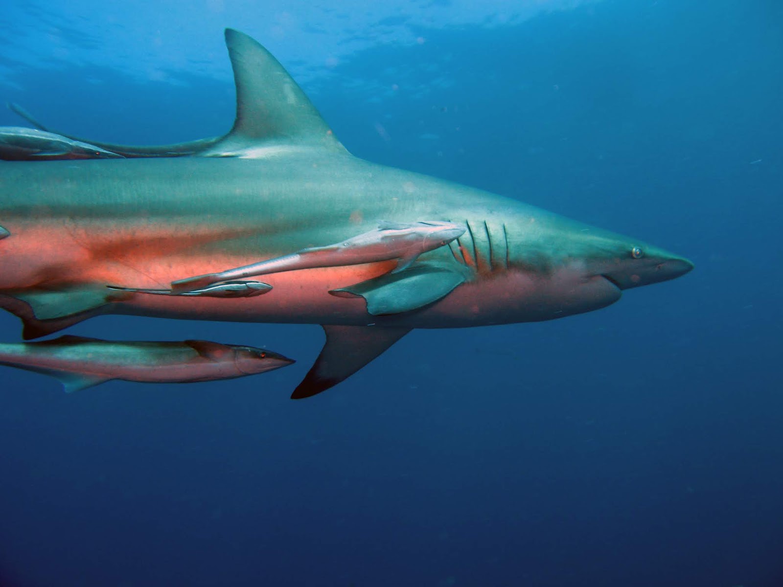 Bruce and Chum's Shark Spotlight