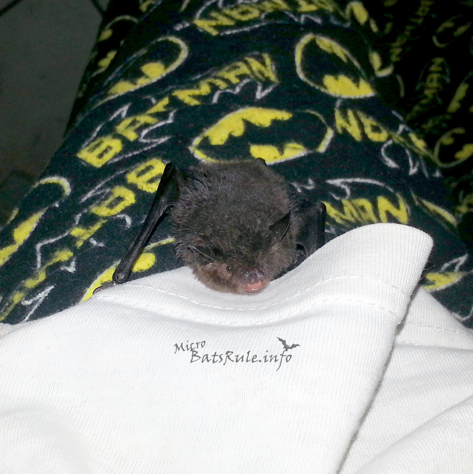 Rescue | Microbat in care | Myotis Macropus, Southern Myotis ...
