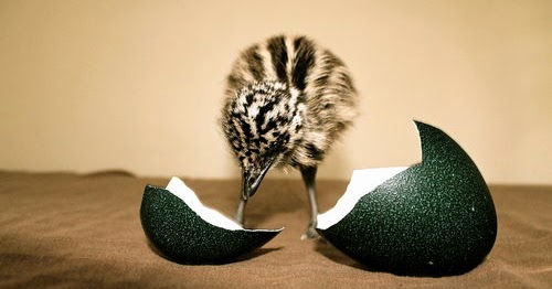 Emu Farming Made Easy: The Ins and Outs of Emu Egg Hatching - Part 1