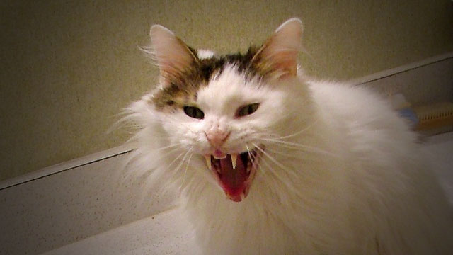 Catturday : Foto-Foto Kucing Sedang Marah | Kucing gue