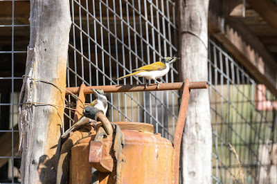 National Park Odyssey: Lake Cania and Shamrock Mine, Cania Gorge ...