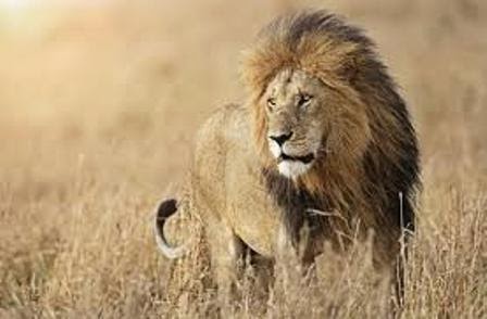 Fisik dan Karakteristik Binatang Singa | Ragam Dunia Hewan