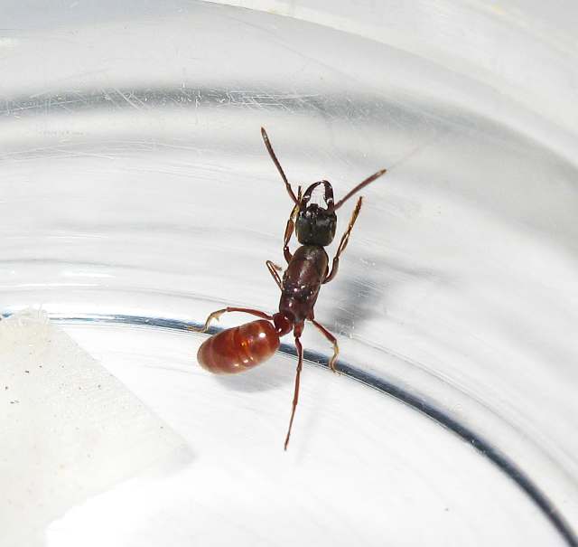 Photos and Info on Ants and Termites of Malaysia: Buniapone amblyops