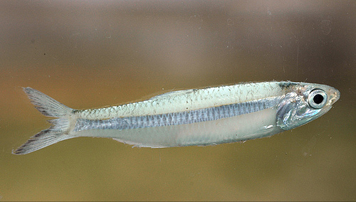 Anchovy Sea Creature - Natural Beauty