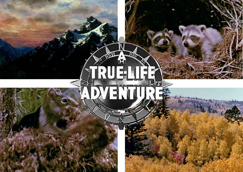 A True-Life Adventure : Perri ( 1958 ) - Silver Scenes - A Blog for ...