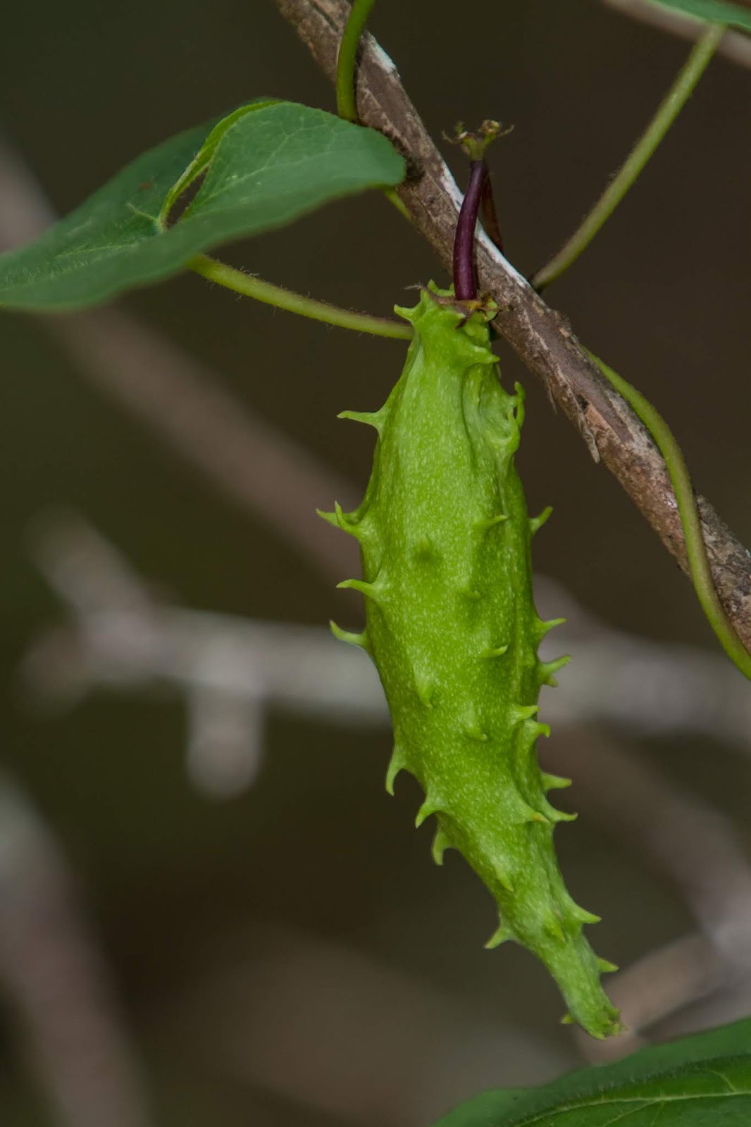 NatureWatch: Distinctly Different Milkweeds