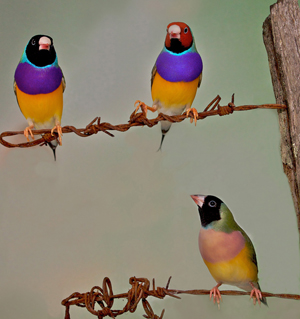 ACravan: SIGNS OF INFLUENTIAL WOMEN IN THE VICINITY