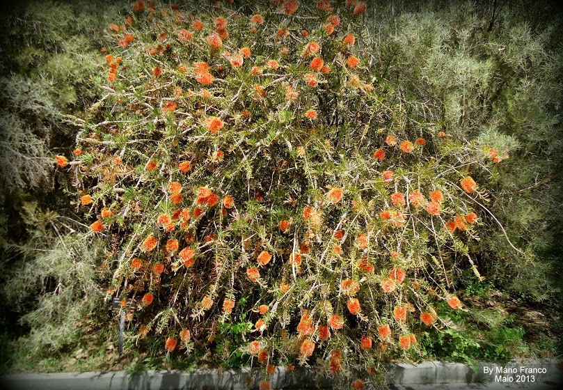 Meu Cantinho Verde: ESCOVA-DE-GARRAFA, SCARLET BOTTLEBRUSH ...