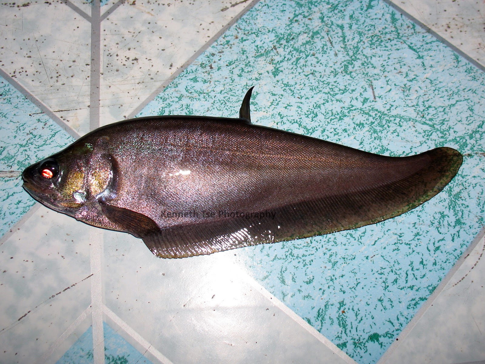 MuskieBait Adventures: Lifelist