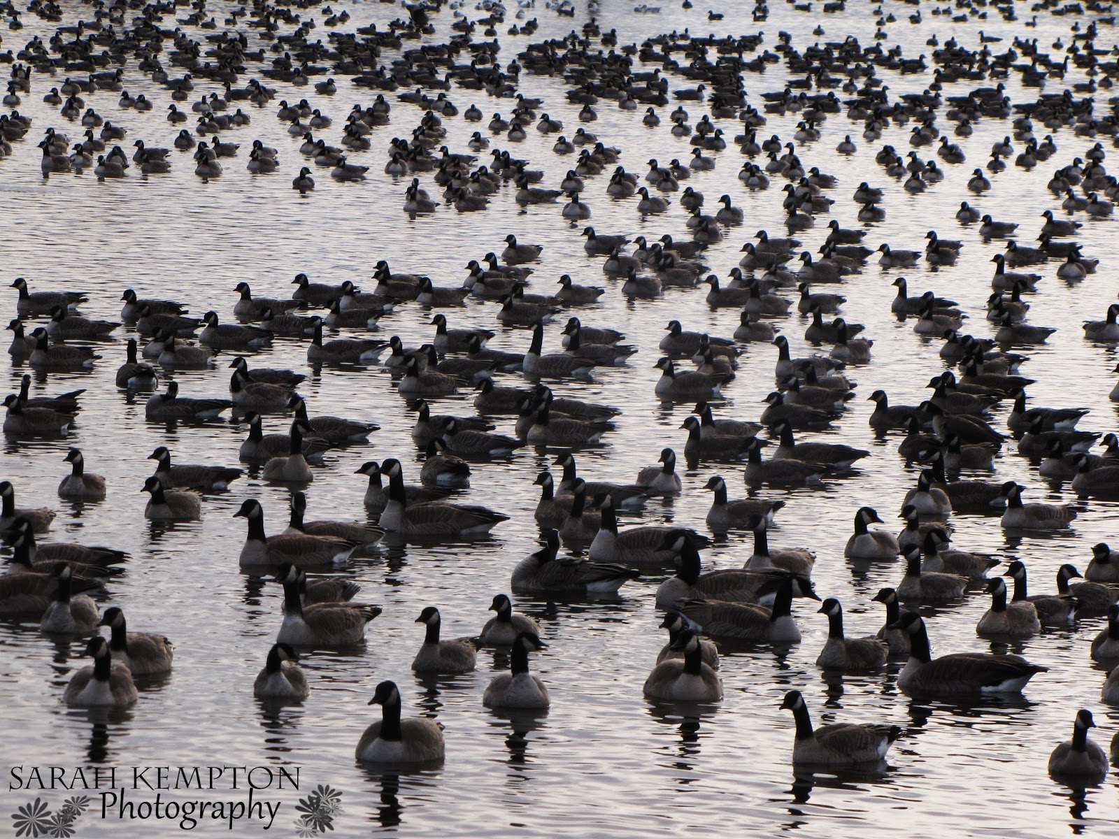 Sarah Kempton Photography: Bud Miller Park; Lloydminster, AB